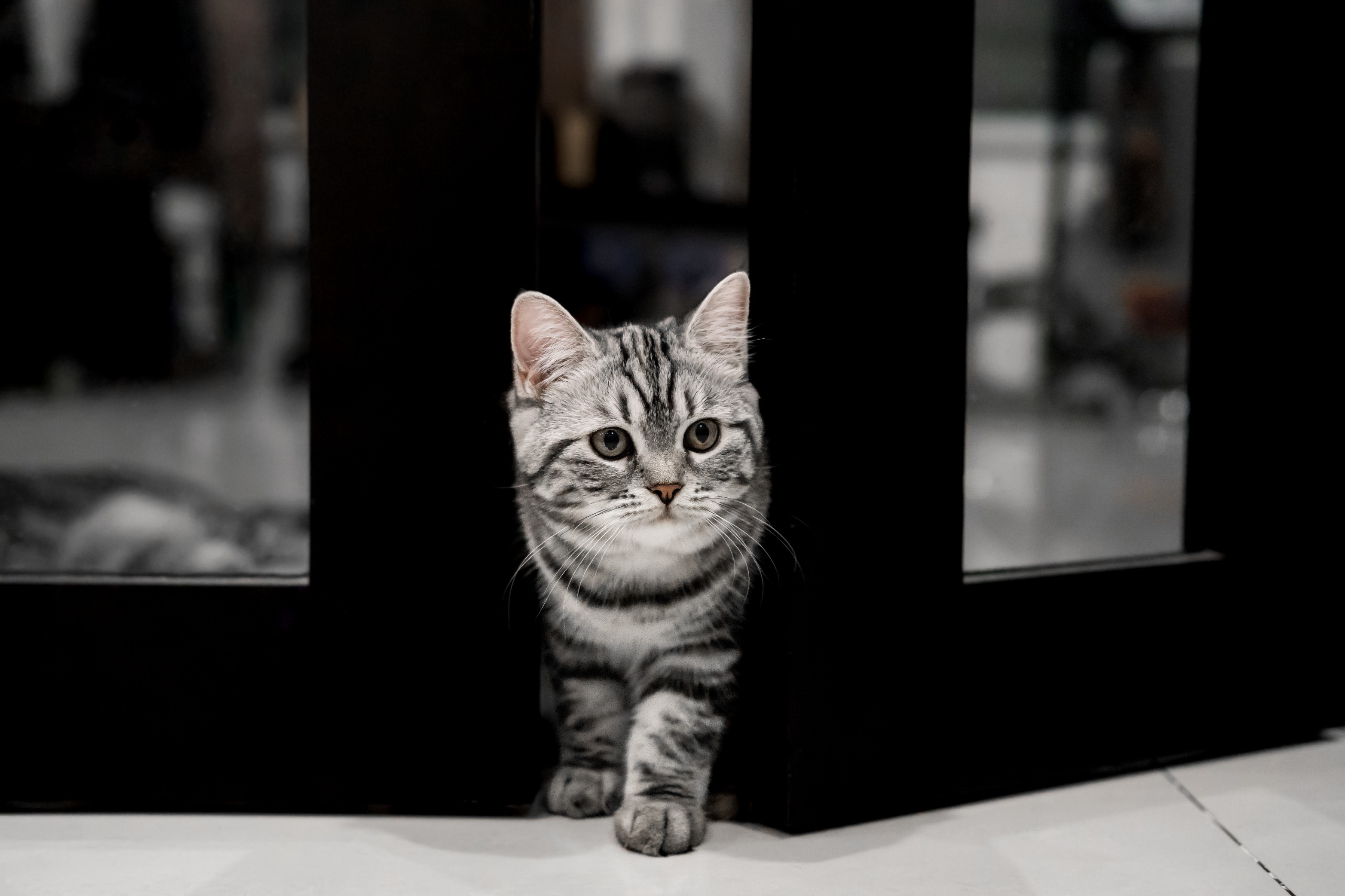 Proposed New Cats By-Law | Your Say Tea Tree Gully