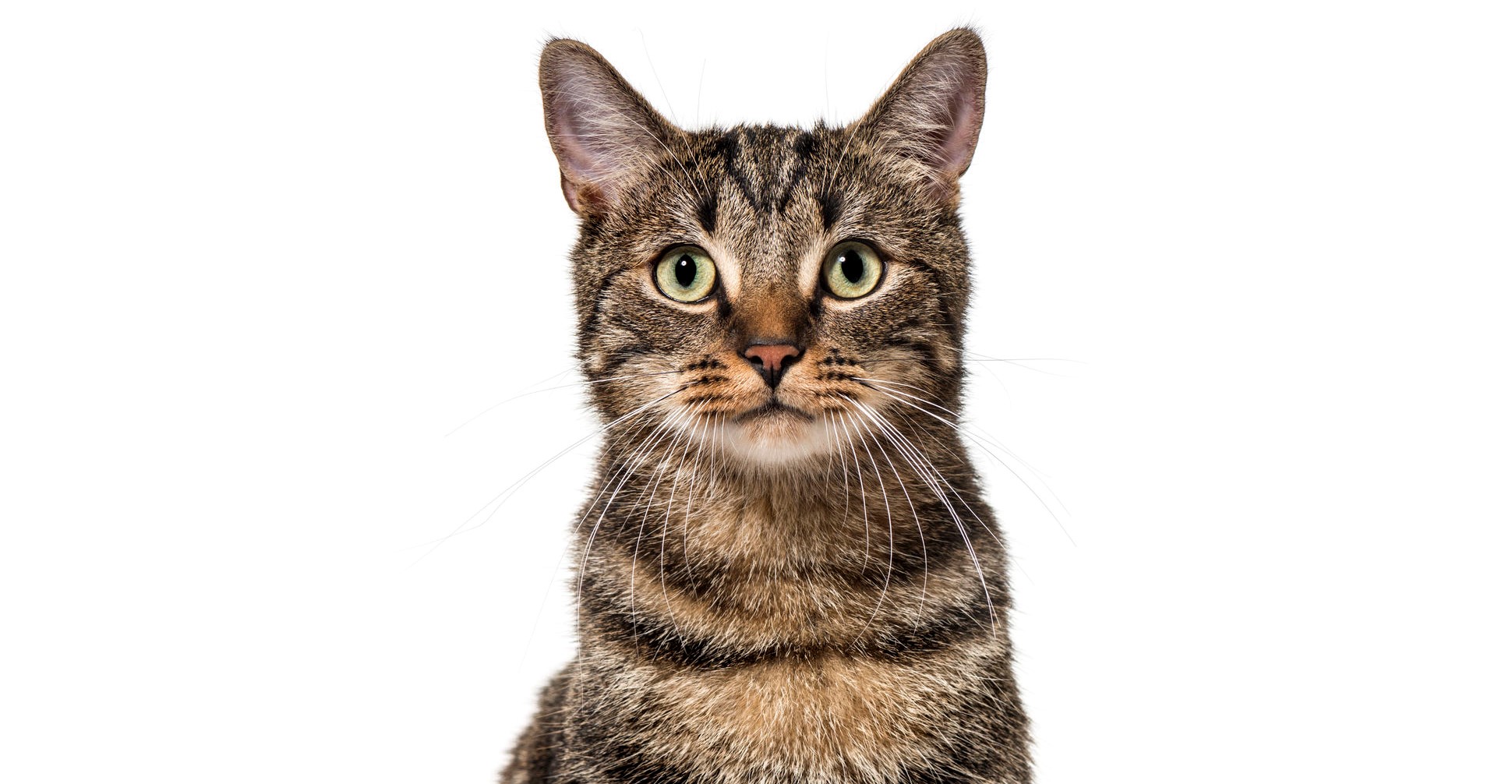 Cat management & control in the City of Tea Tree Gully | Your Say Tea ...